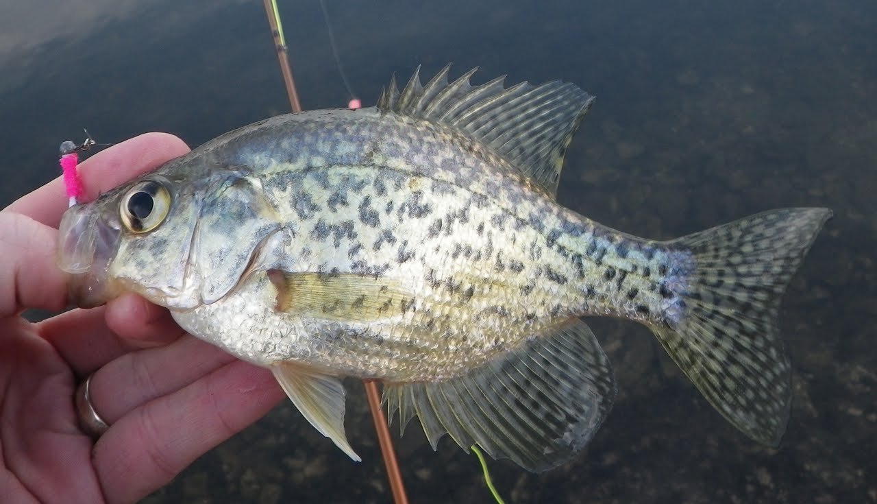 FishnDave: First Open-Water Fish of the Year