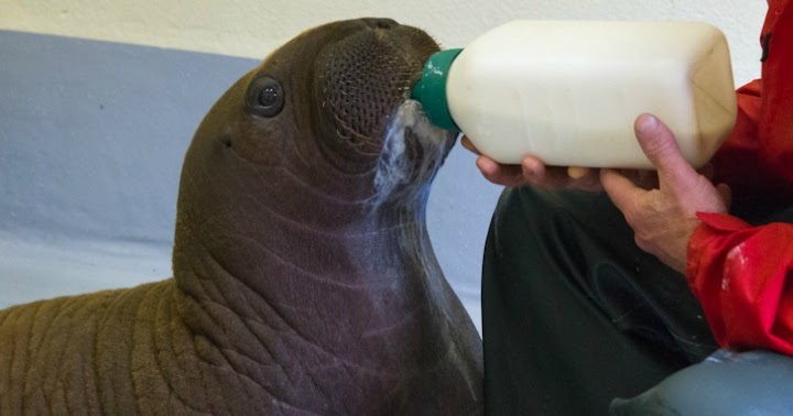 White Wolf : Baby Walrus rescued from Floating Ice Floe (Photos -Video)