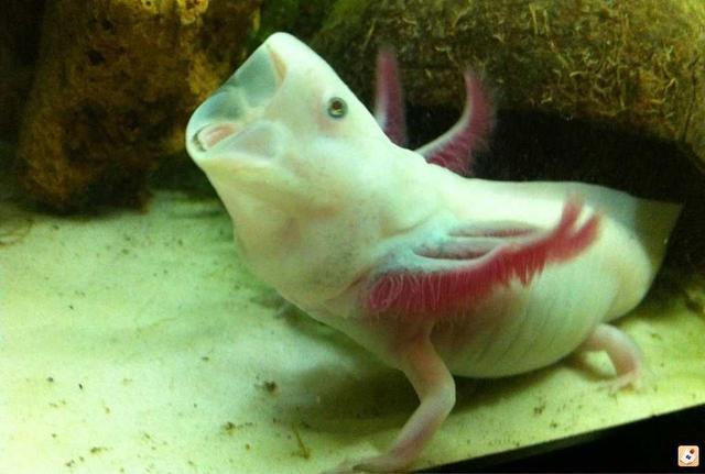 El Ajolote: Curiosidades sobre el Ajolote