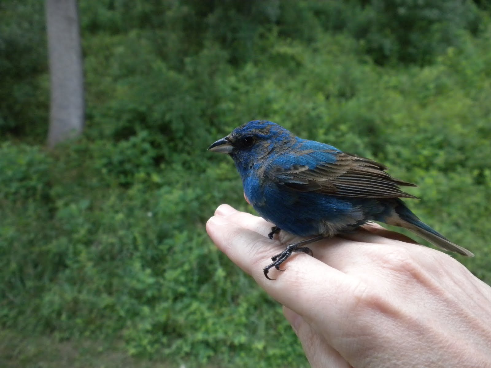 Labyrinth Gal: Baby Bluebird of Happiness