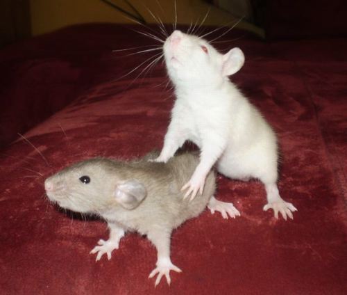 All Funny,Cute,Cool and Amazing Animals: Funny Rats Images and Pictures ...