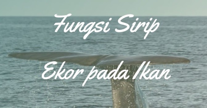 3+ Fungsi Sirip Ekor pada Ikan - Ilmusiana