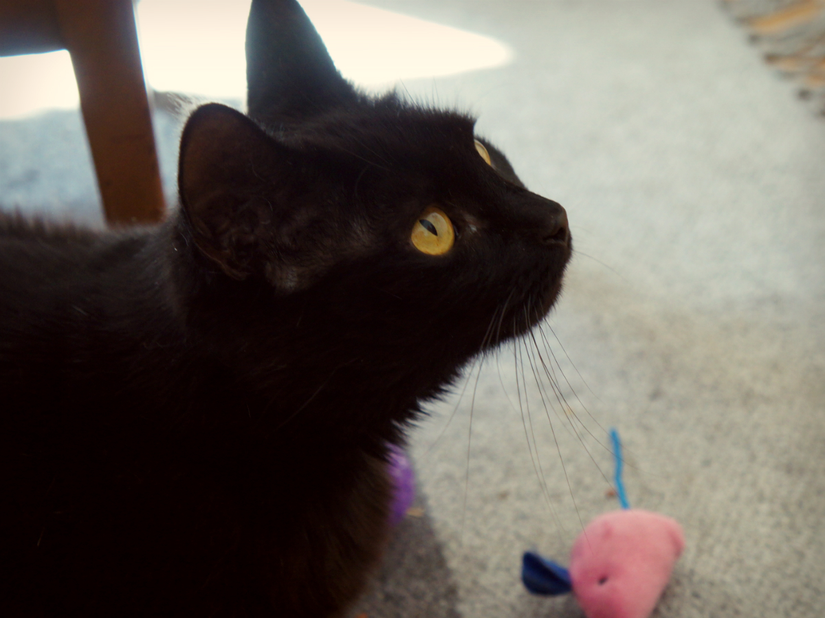 Someone, Somewhere: 15 Facts About Missy Cat