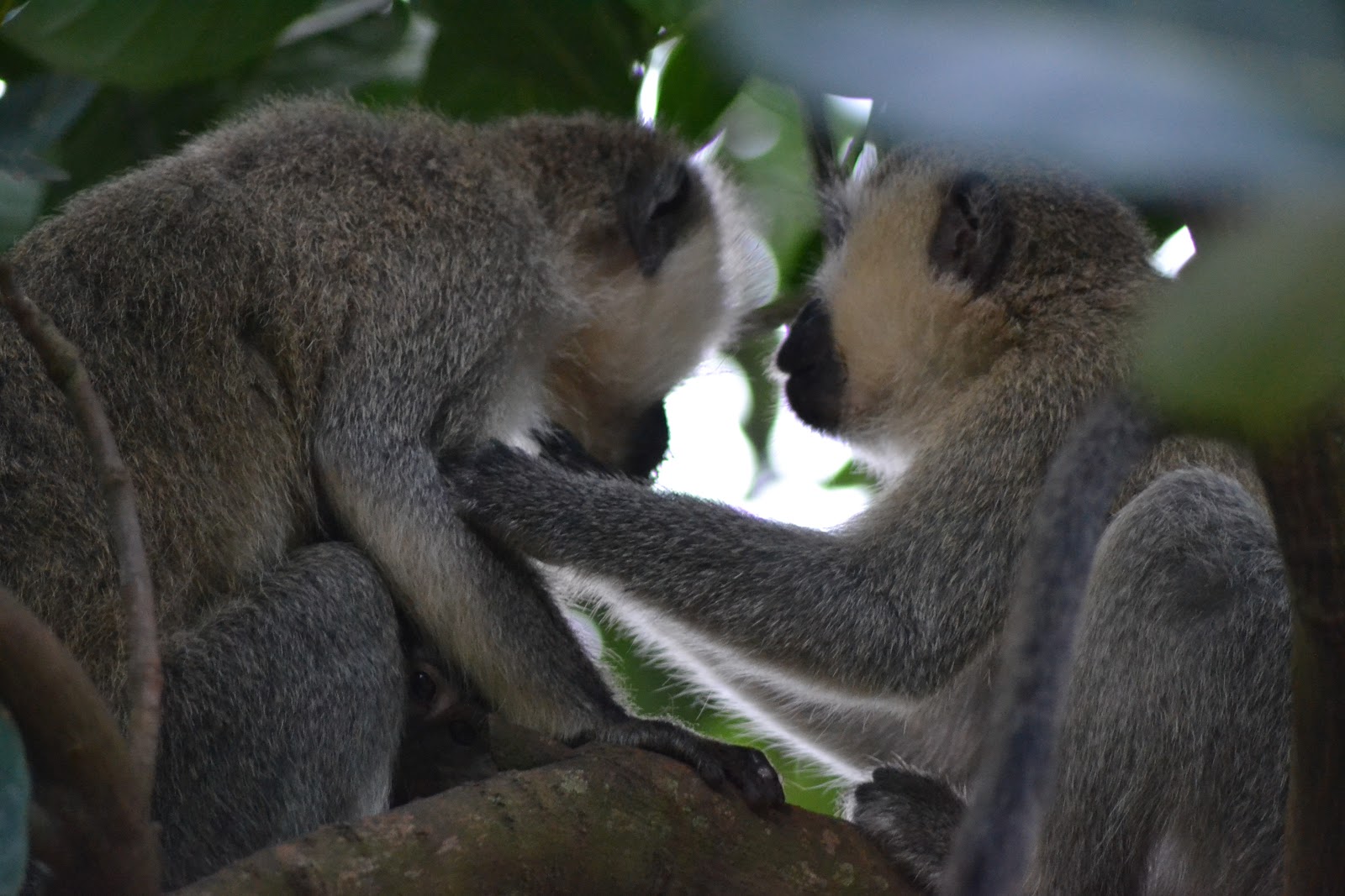 Englishman in Uganda: October 2012