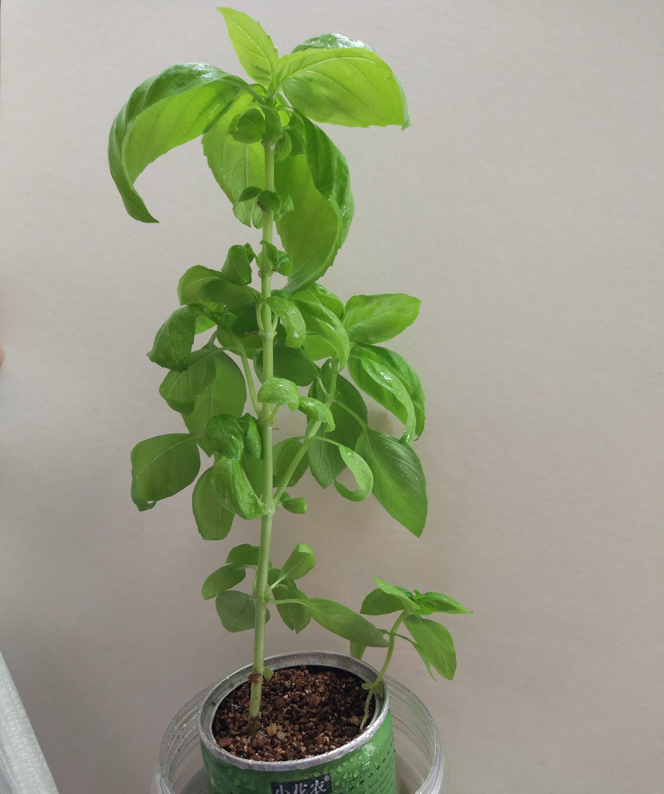 Tea, Completely: How to Make Homemade Basil Tea