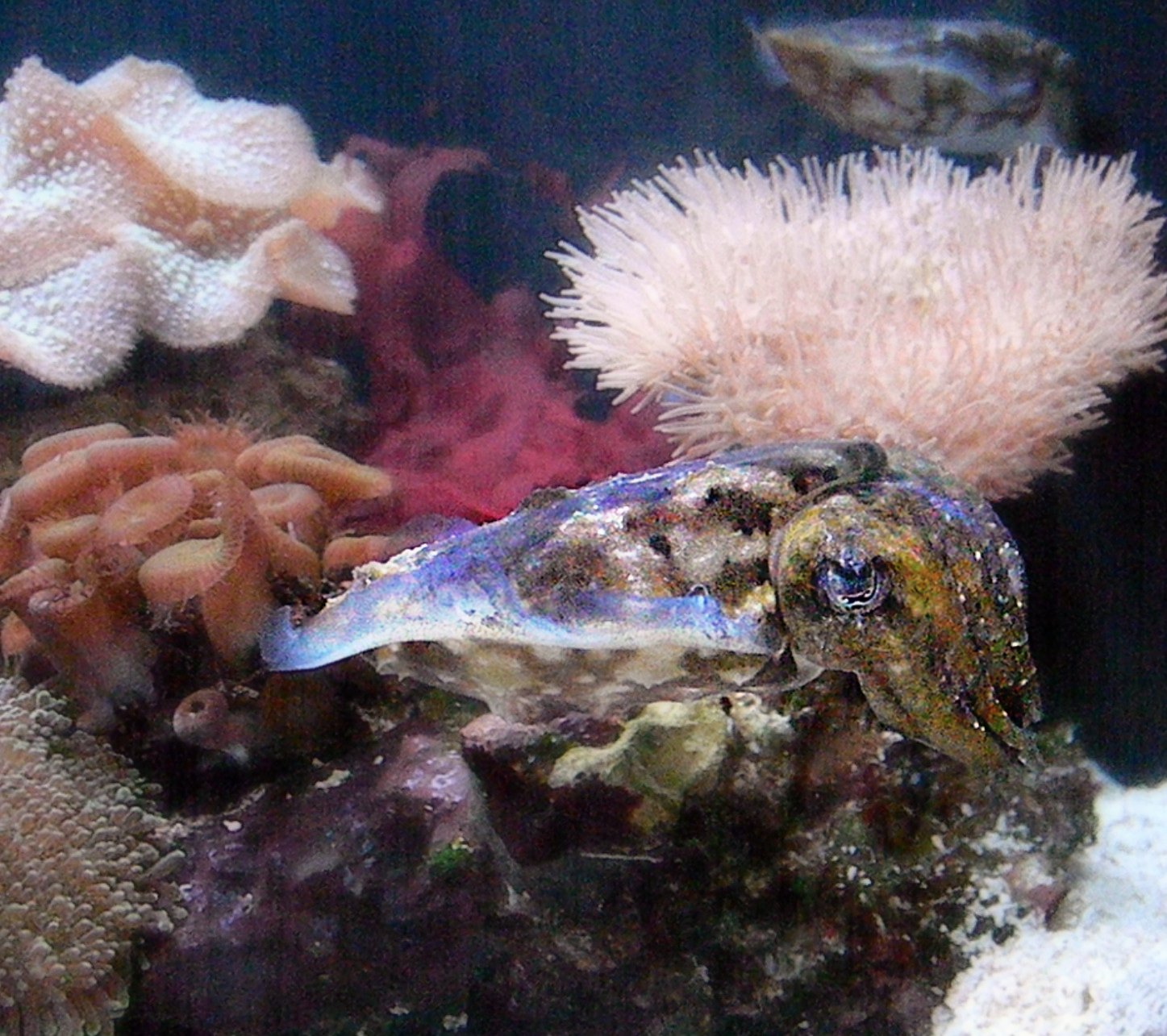 Flora's Life: Seattle Aquarium