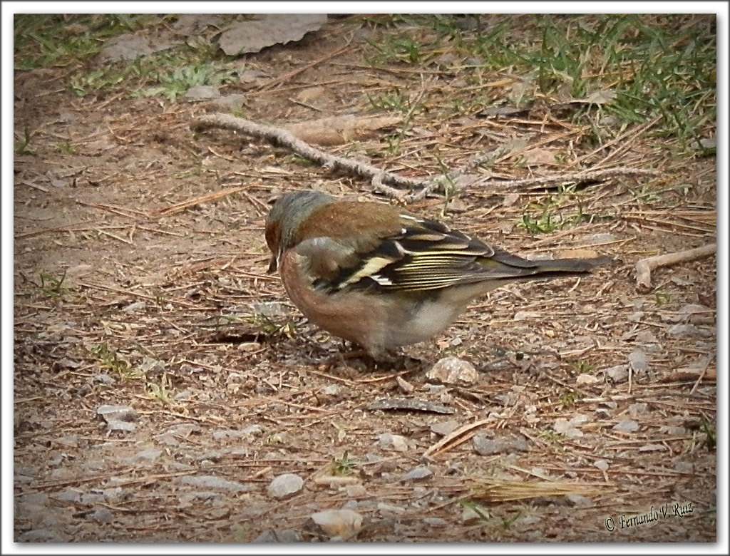 AVES de la RIOJA: PINZÓN VULGAR (Fringilla coelebs)