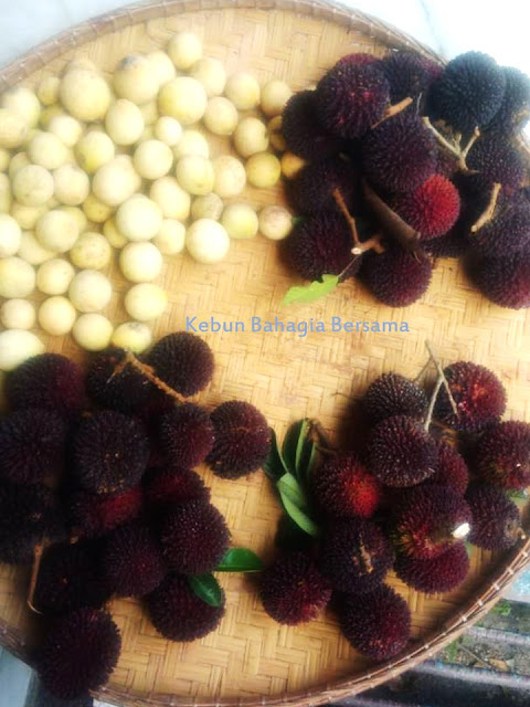 Kebun Bahagia Bersama: Anak Pokok Pulasan