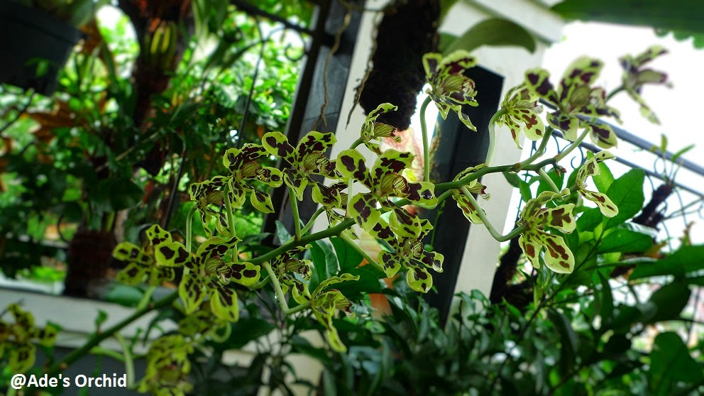 Ade's Orchid: Grammatophyllum scriptum