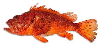 TOVELO COCINA PARA TI: CAP ROIG A LAS FINAS HIERBAS