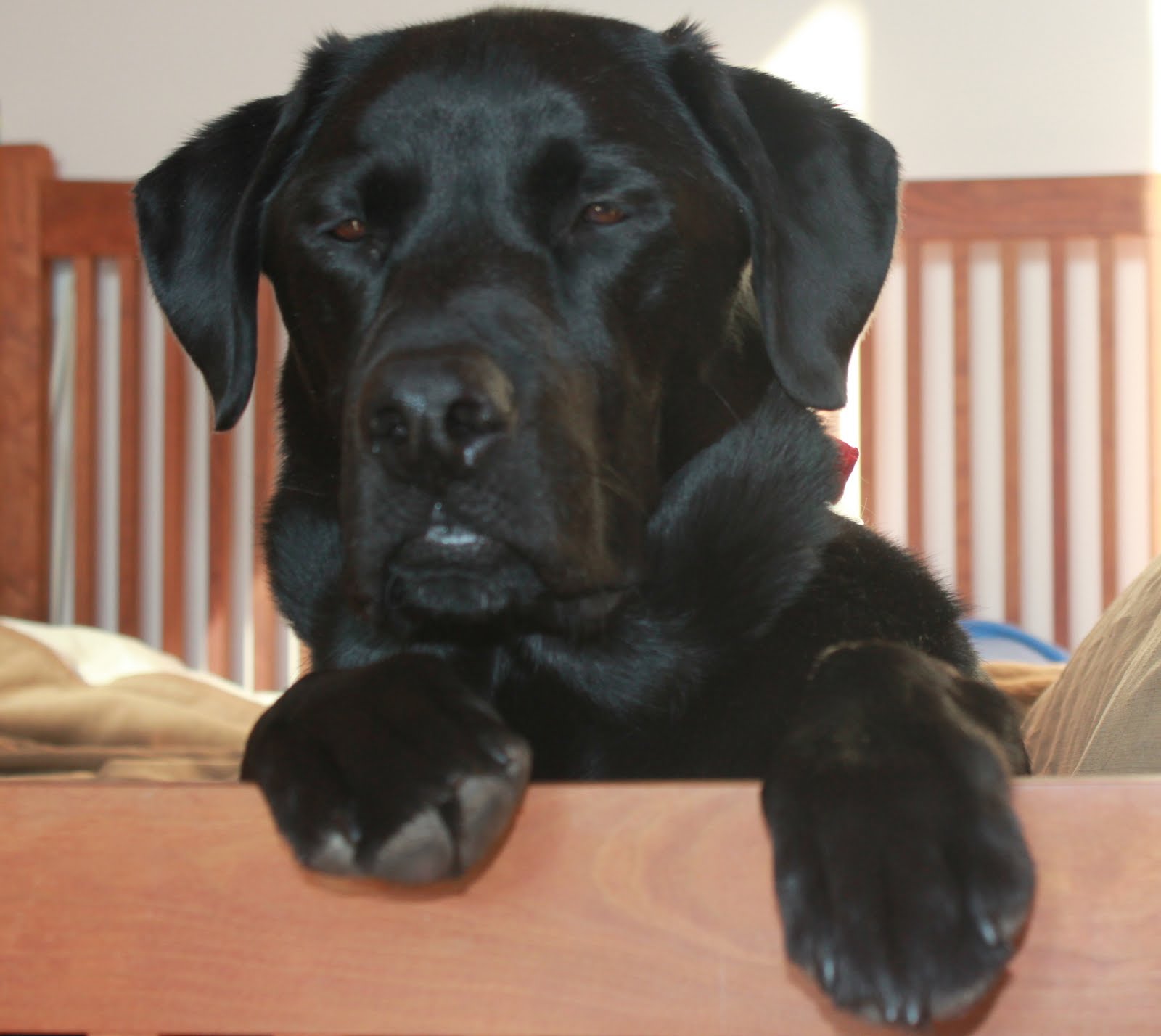 Romping and Rolling in the Rockies: The Brindle Lab