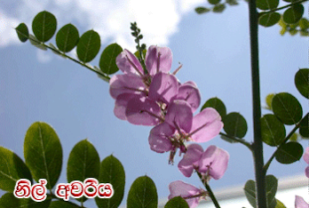 Herbal Plants In Sri Lanka........