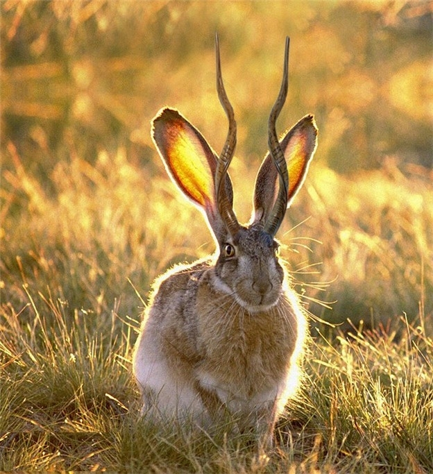 View topic - MGH Easter Event #4 - Chicken Smoothie