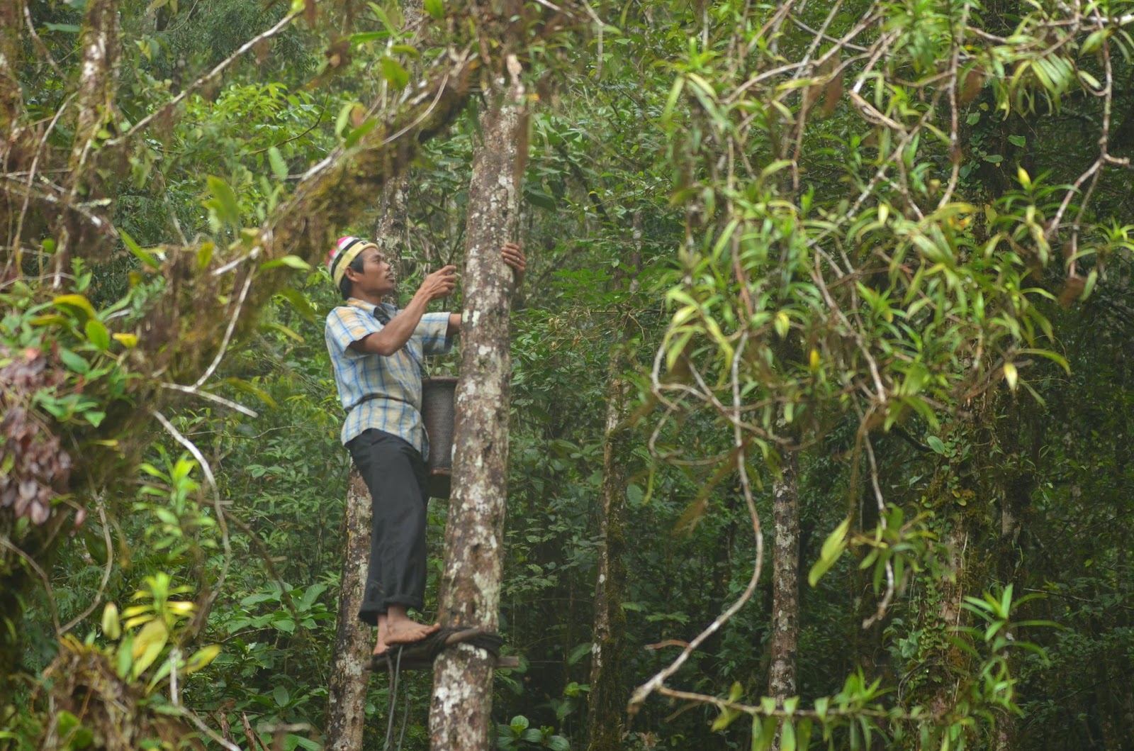 Wisata Kalak Pakpak: HUTAN KEMENYAN (KEMENJEN)