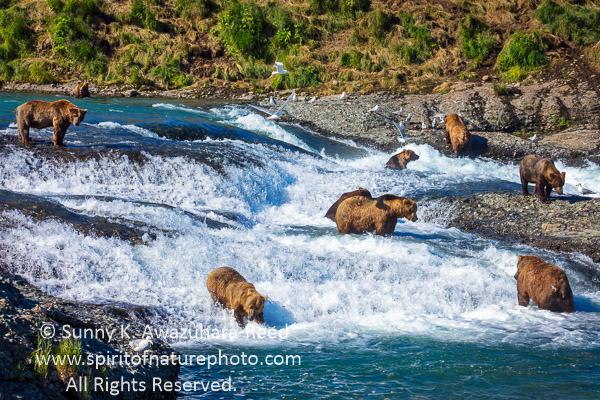 Sunny in Wilderness: 2017