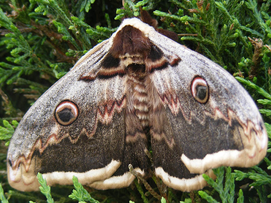 Loire Valley Nature: Emperor Moths - Saturniidae