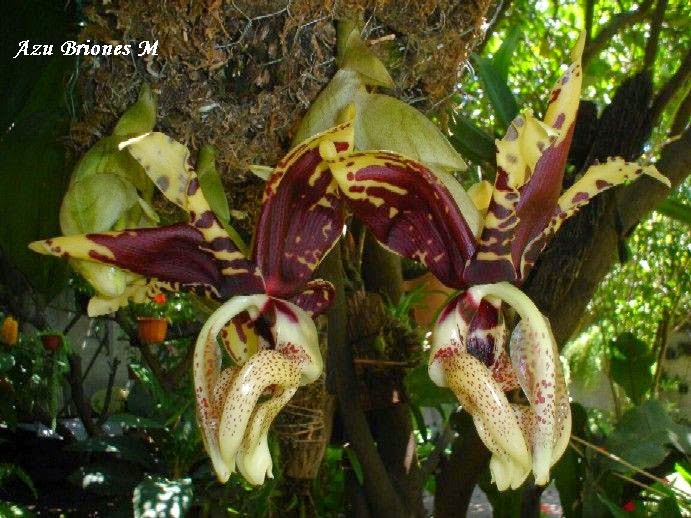 las orquideas: torito