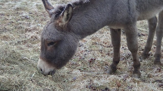 WATERFALL ROAD: HILLBILLY BARNYARD WINTER