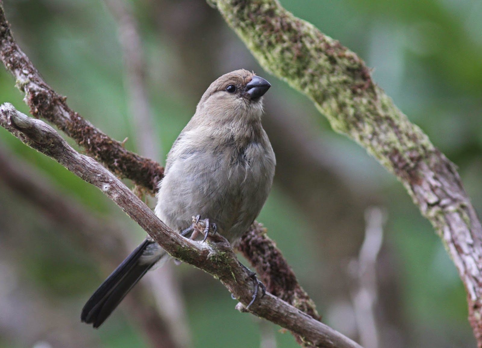 Non-Stop Birding: Azores Natural History Exploration Tour Recce