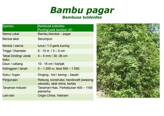 Jenis dan ciri tumbuhan Bambu serta Manfaatnya - Jenisajatitik