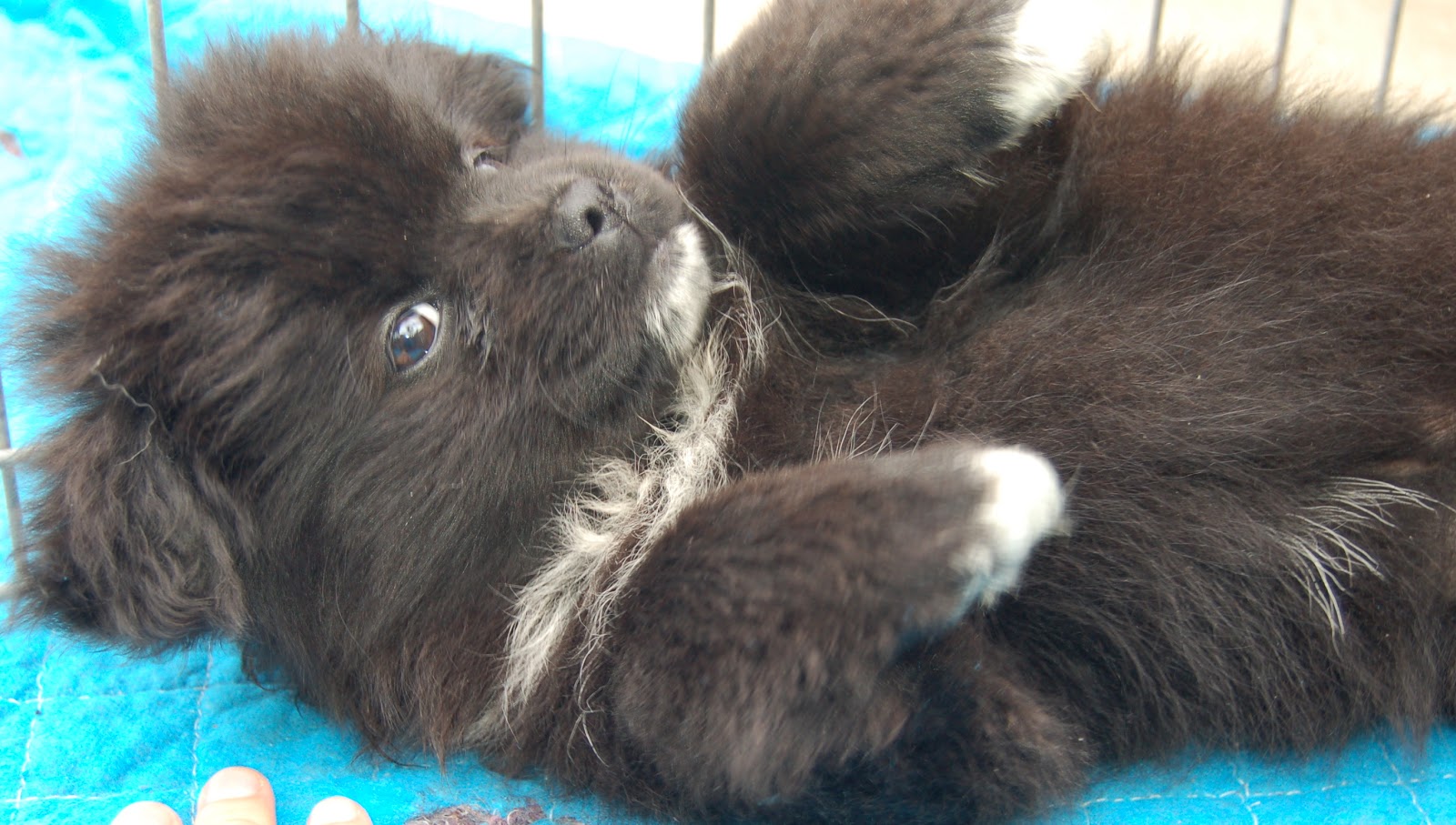 Madalin's Used Dogs Rescue: How these Schipperke/Pom mix puppies were ...