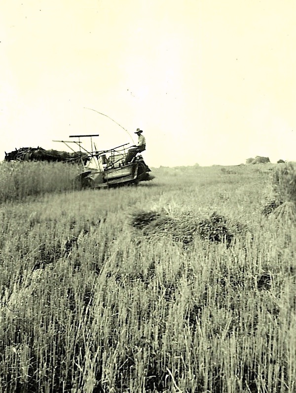 A drifting cowboy: Cowboy Legacy -- Wheat farming in Idaho