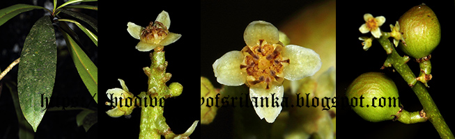 Biodiversity of Sri Lanka: ආරිද්ද[Aridda] (Campnosperma zeylanicum)