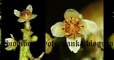 Biodiversity of Sri Lanka: ආරිද්ද[Aridda] (Campnosperma zeylanicum)