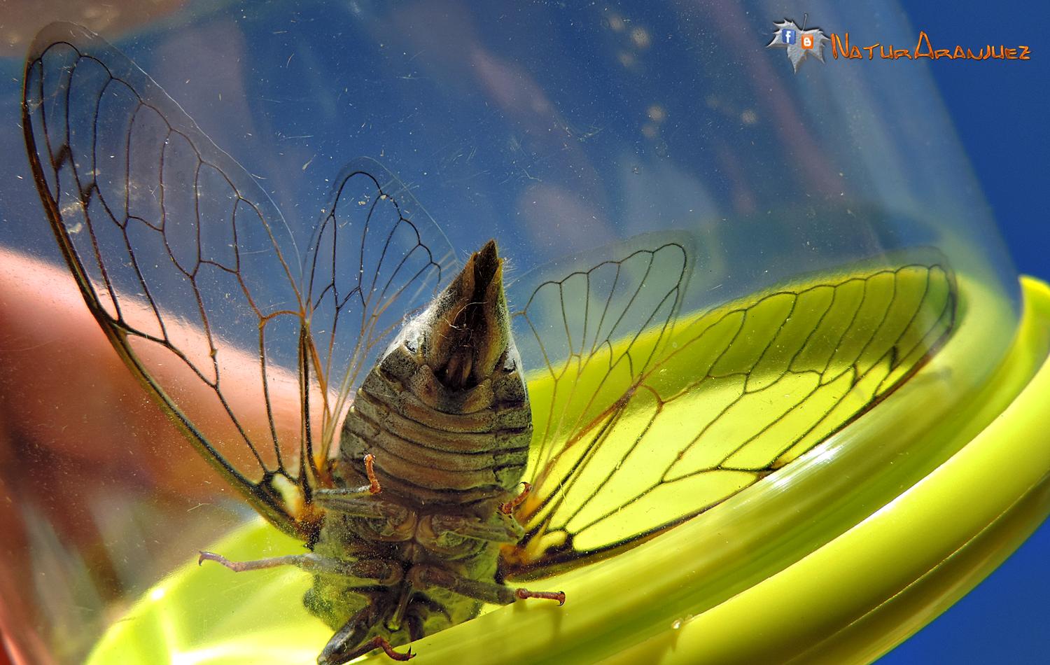 NaturAranjuez: Cicadidae - CHICHARRA
