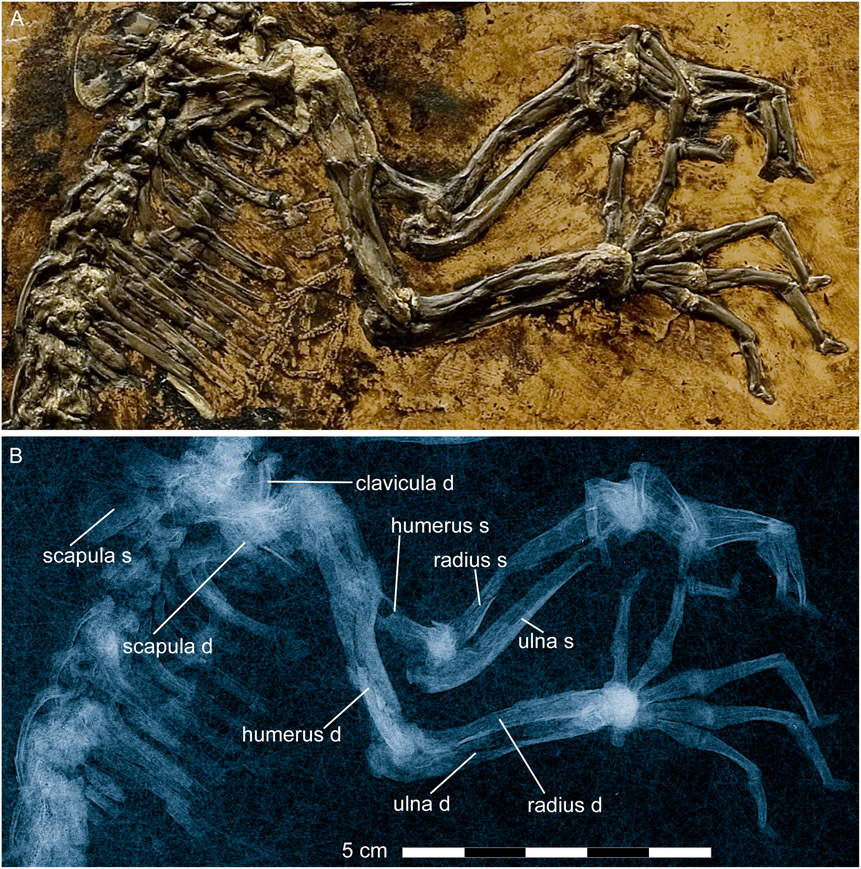 Evolutionary Vertebrate Zoology: March 2012