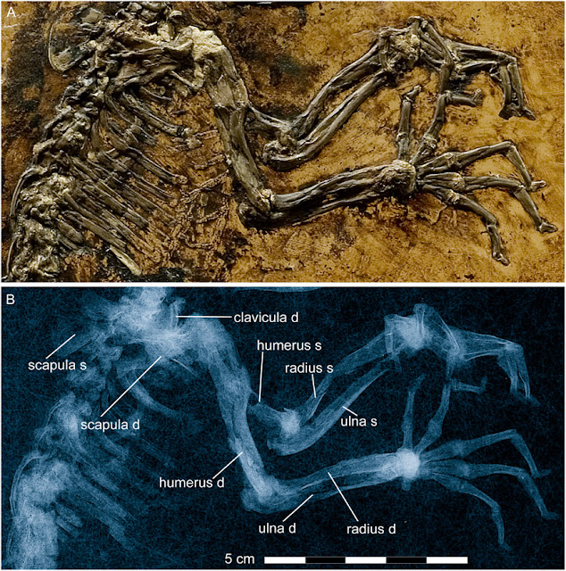 Evolutionary Vertebrate Zoology: Messel on Tour