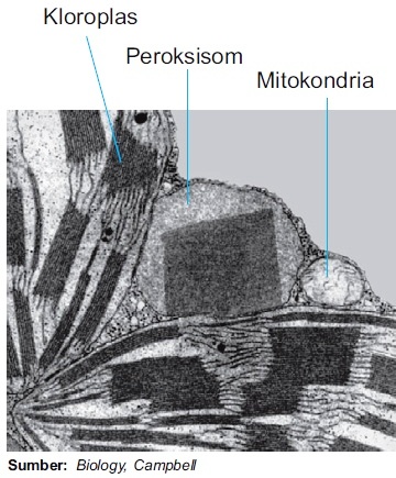 Struktur Sel Eukariotik – Gambar Fungsi Organel:blog info