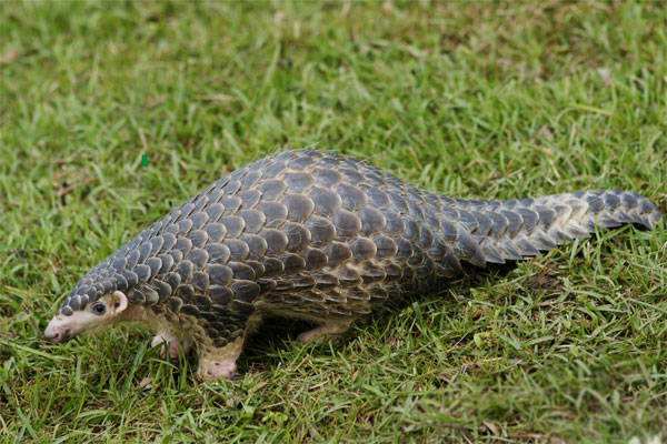 EKOGEO: TRENGGILING : MAMALIA BERSISIK