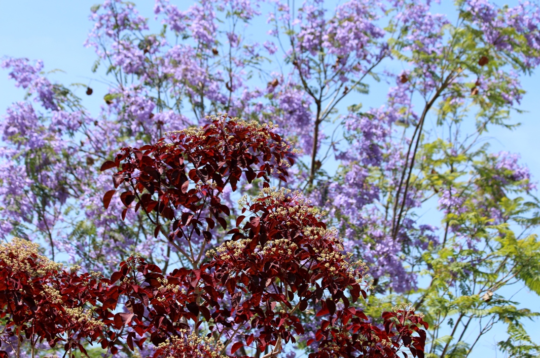 A photo, A thought............: Observation: Flower juxtaposition......