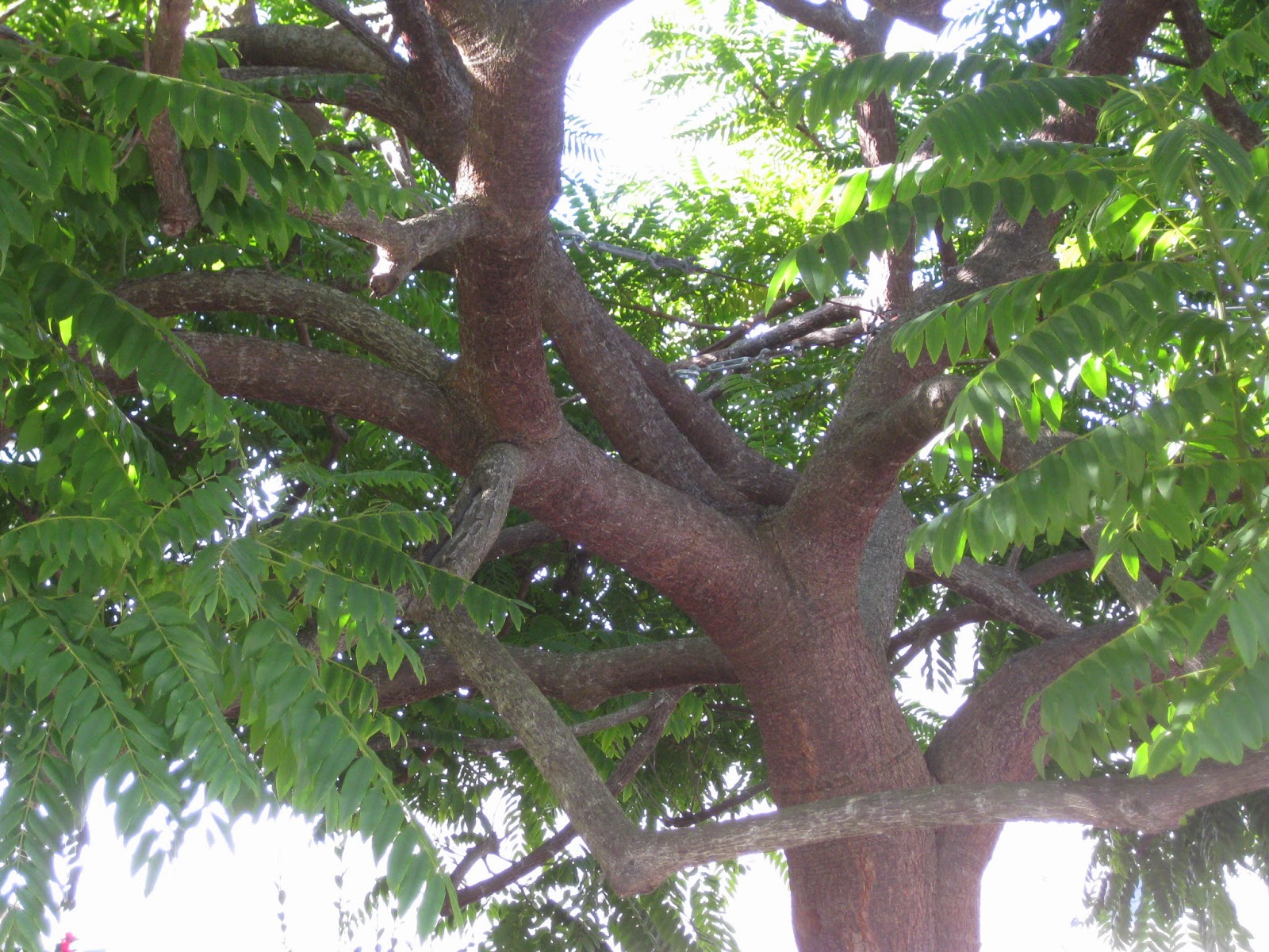 Trees of Santa Cruz County: Cassia leptophylla - Gold Medallion Tree
