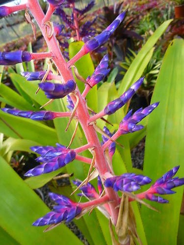Getting back to basics: Flowers in our garden.