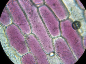 Contoh Pembuatan Laporan Praktikum Sel Hidup dan Sel Mati