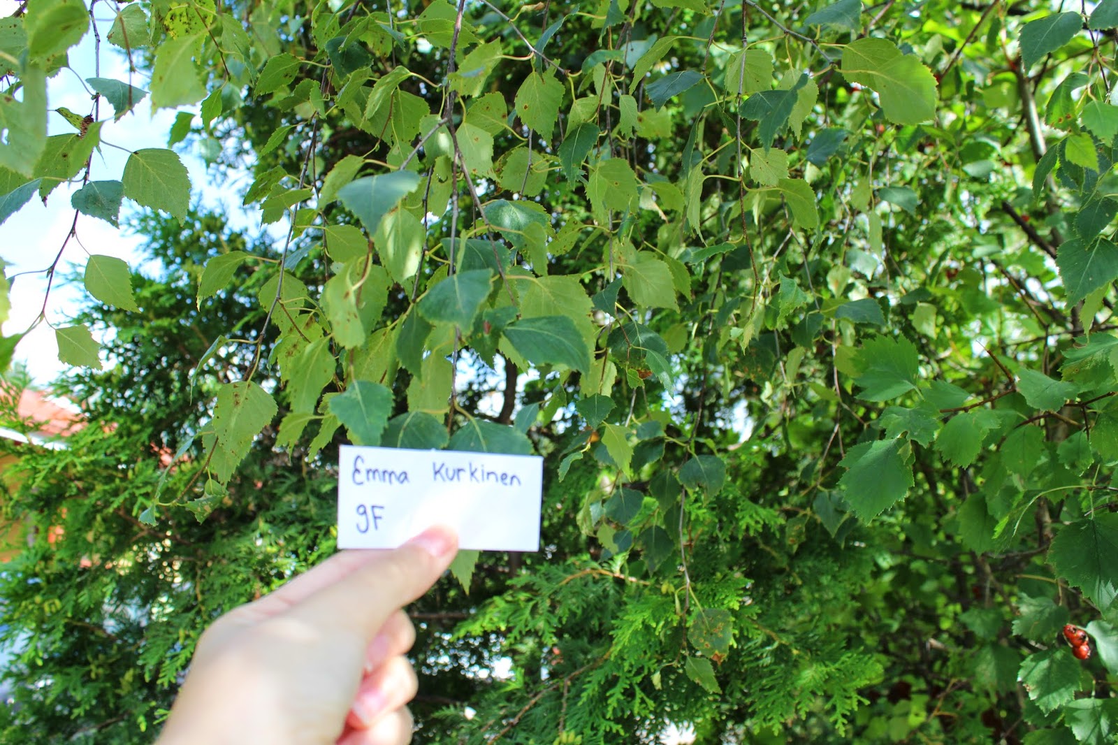 emman kasvio: Haapa, Hieskoivu, Pihlaja, Saarni, Tammi