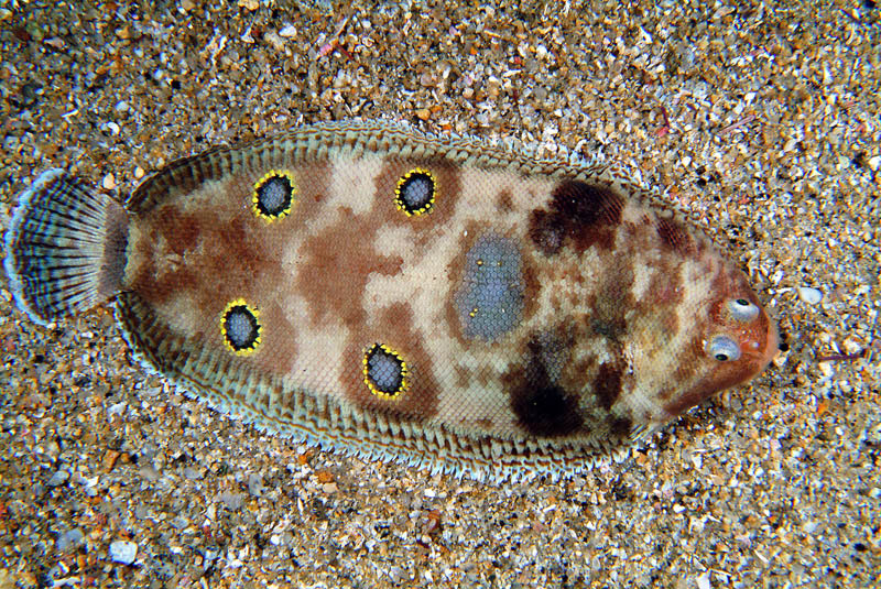 Artes de Pesca: ACTINOPTERYGII