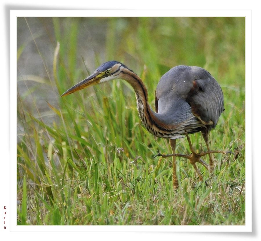 NATUURLIJK NEDERLAND: PURPER REIGER, POLDERS NEXT TOPMODEL