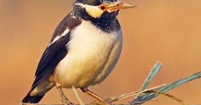 12 Perbedaan Jalak Suren Jantan dan Betina | JENIS PERBEDAAN - JENIS ...