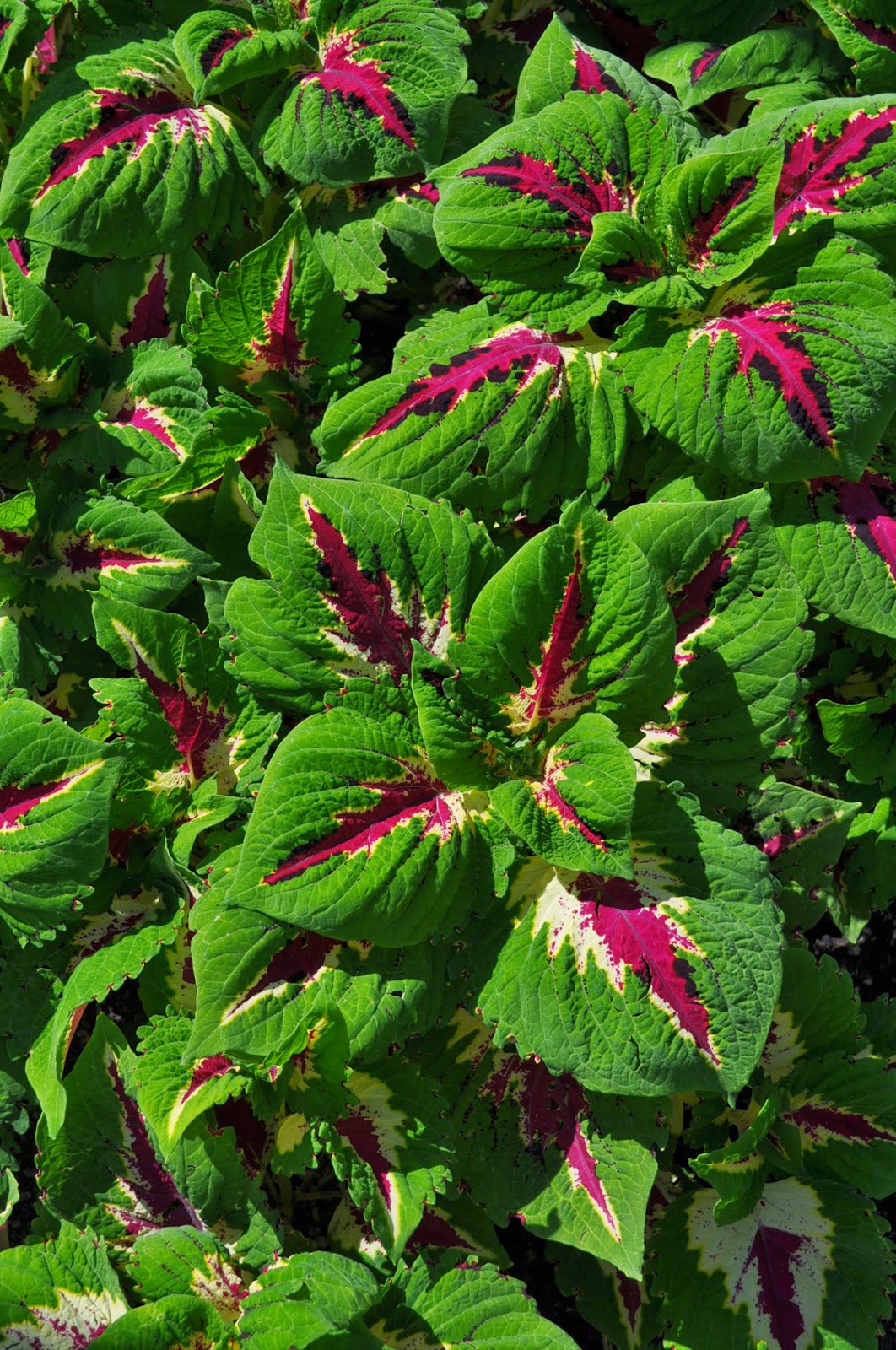 CO-Horts: CSU Announces “Best Of” Winners from 2013 Annual Flower Trials