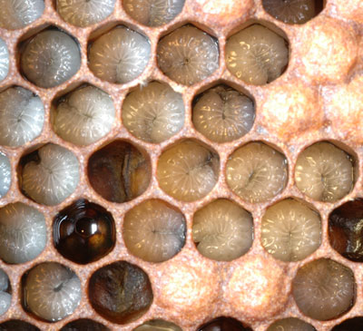 Misteri Kehilangan Lebah |MyRokan