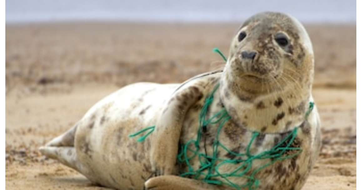 Plastic Pollution vs. Animal Life