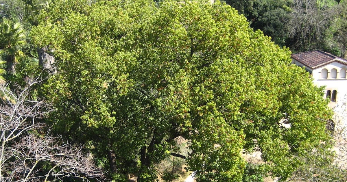 Árboles con alma: Alcanfor. Camforer. (Cinnamomun camphora) )