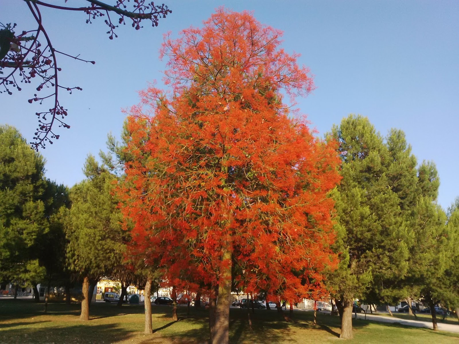 Patrimonio Arbóreo de Jerez: Segundo album
