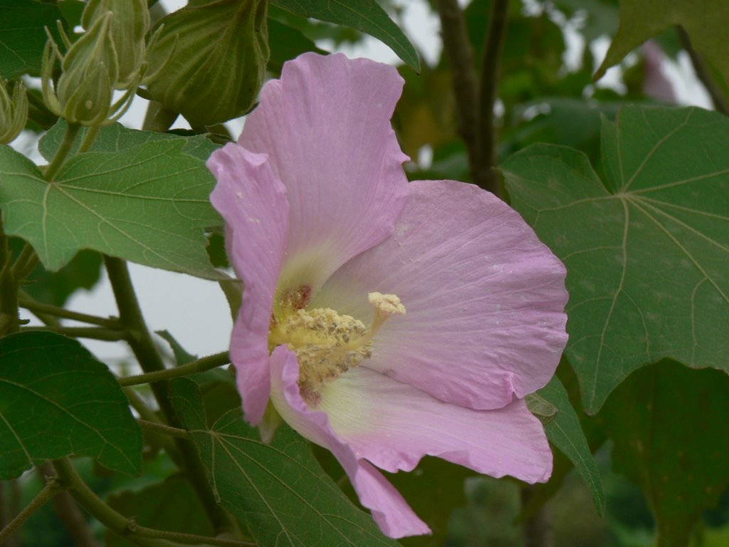 The Biggest Plant Dictionary: Hibiscus mutabilis