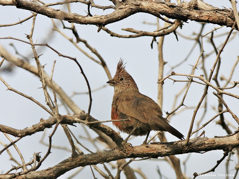 Aves de Argentina: Gallito copetón (Rhinocrypta lanceolata)