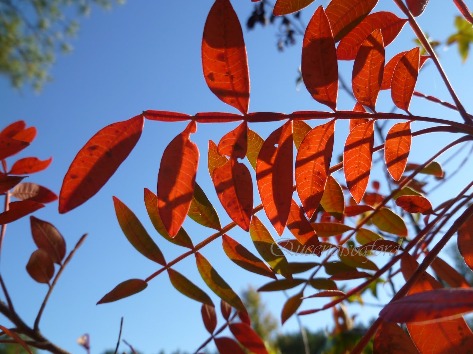 The Queen of Seaford: Tuesday's Trees- Winged Sumac
