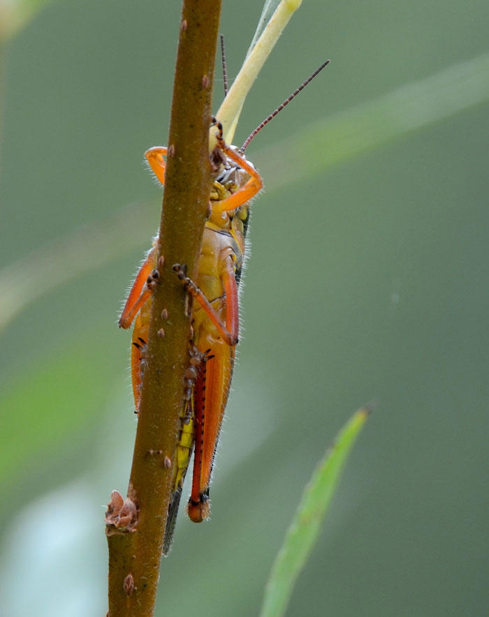 Red and the Peanut: The grasshopper with the beautiful red legs...